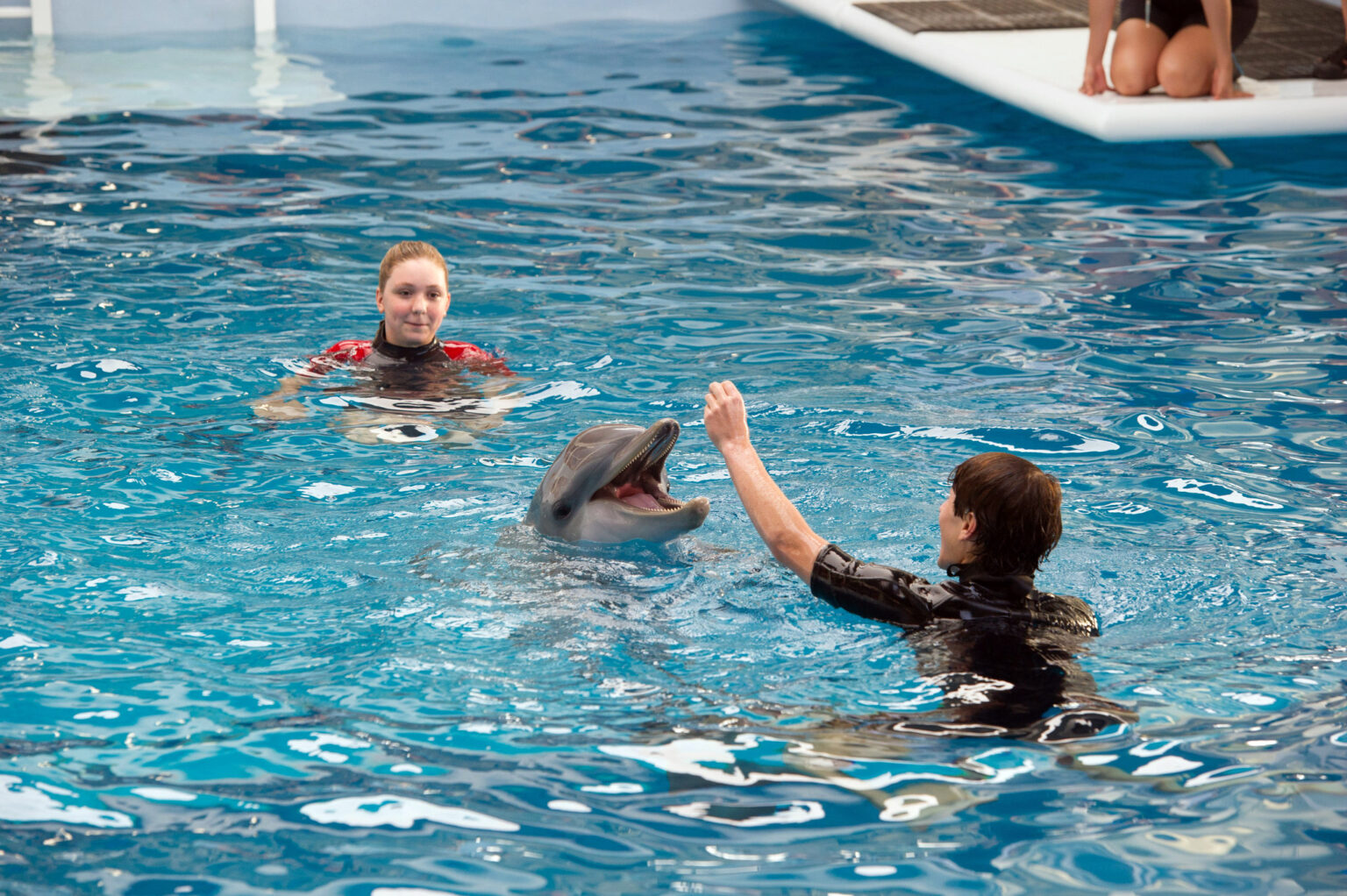 Will We Ever See The Dolphin Tale 3? Release Date| Plotline| Cast ...