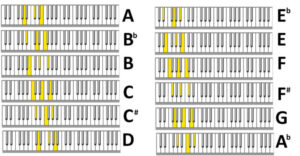 A Detailed Guide to Piano Keys Charts for Beginners - Sessions Music